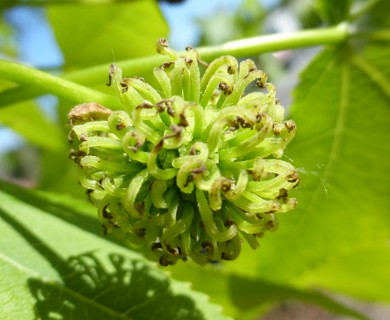 Liquidambar Styraciflua Flower